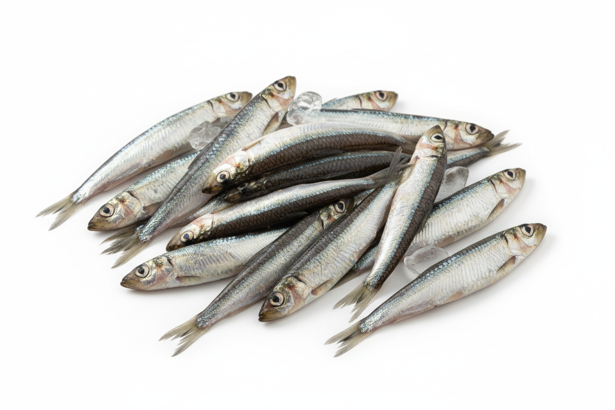Brisling 1kg - Hel Frosset Fisk til BARF | Arthurs Barf
